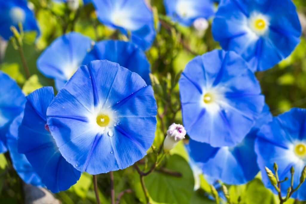 20 Incredible Blue Perennials That Will Make Your Garden Stand Out