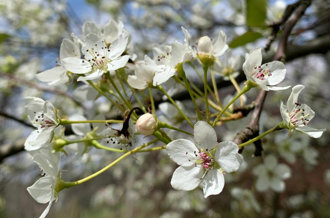 14 Stunning Fast-Growing Flowering Trees Perfect For Any Garden