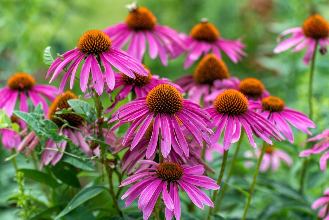 11 Gorgeous Prairie Flowers To Add Color And Charm to Your Garden