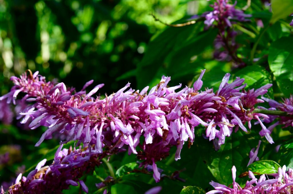 The Purple Flowering Shrub That Attracts Hummingbirds, Butterflies, And ...