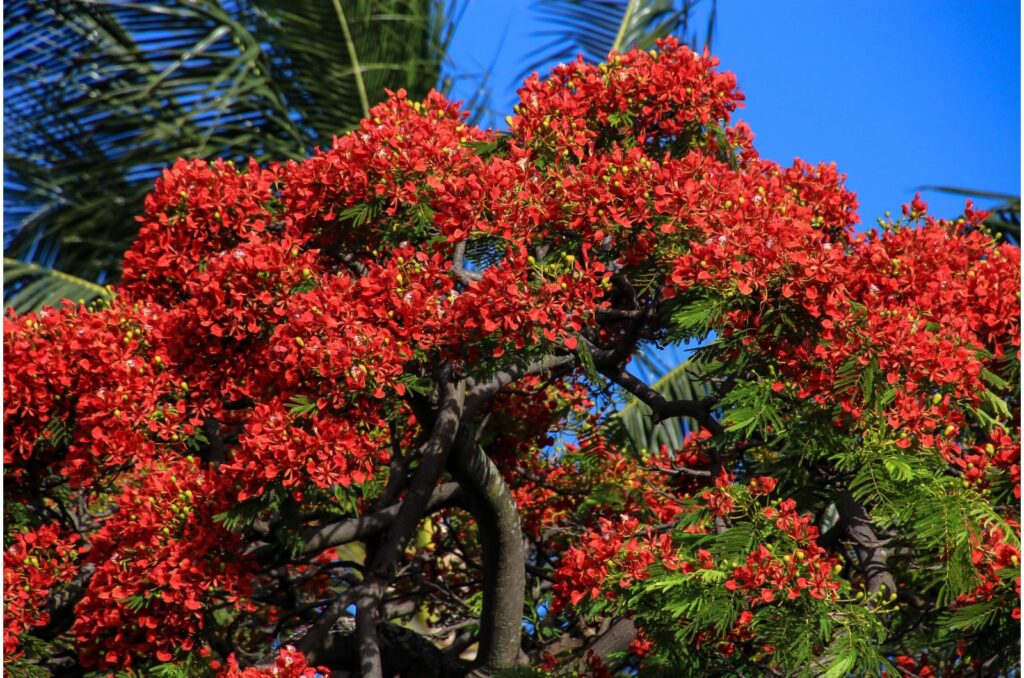 14 Stunning Fast-Growing Flowering Trees Perfect For Any Garden
