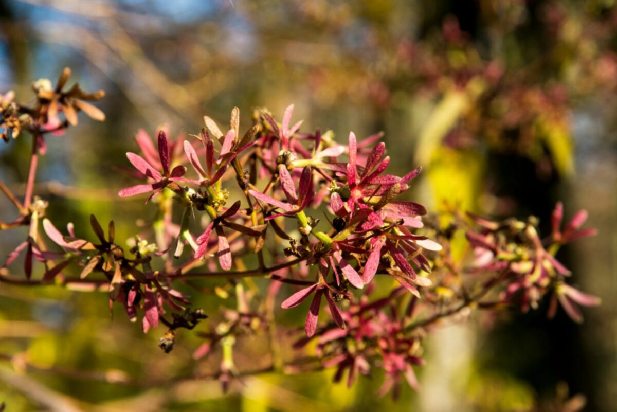 11 Adorable Dwarf Trees Perfect For Your Small Garden And Patio