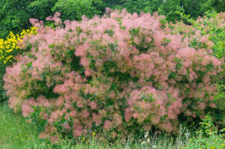 11 Gorgeous Pink Flowering Shrubs That’ll Turn Every Yard Into A ...