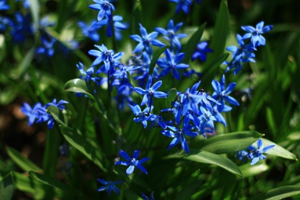 20 Incredible Blue Perennials That Will Make Your Garden Stand Out