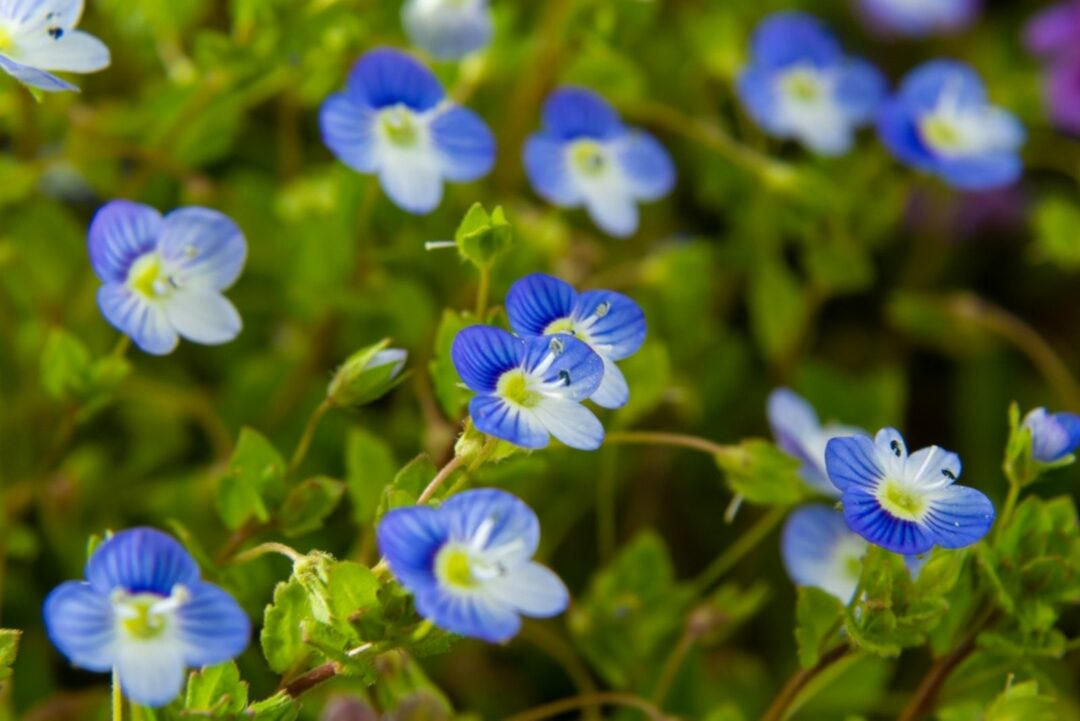 20 Incredible Blue Perennials That Will Make Your Garden Stand Out