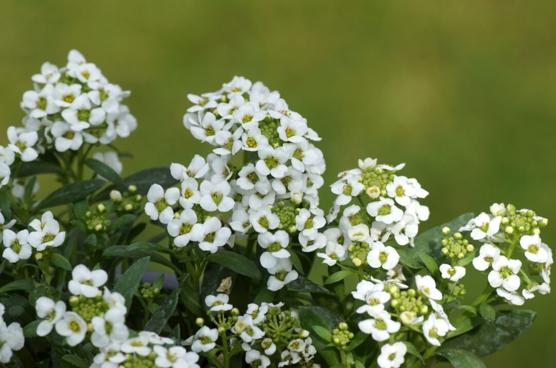 20 Gorgeous Flowers You Should Plant In Containers For Stunning Color ...