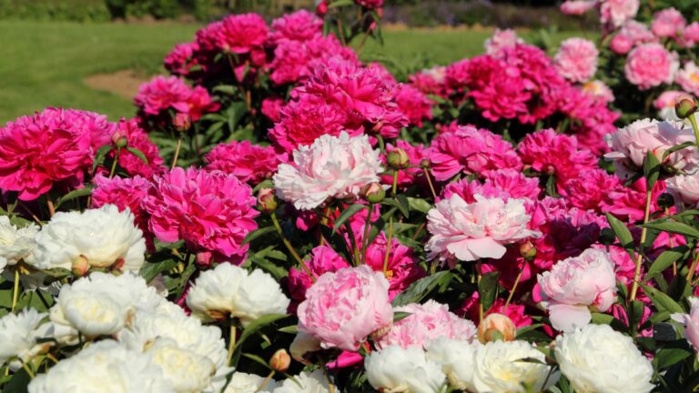 The 22 Most Beautiful Perennial Flowers For Every Garden Design
