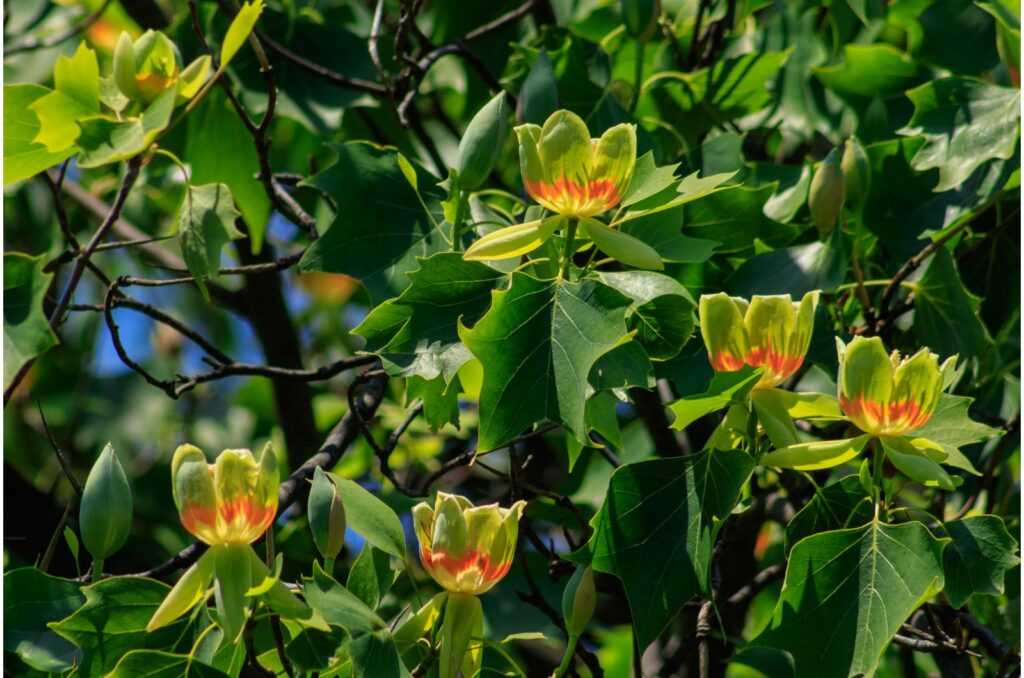 14 Stunning Fast-Growing Flowering Trees Perfect For Any Garden