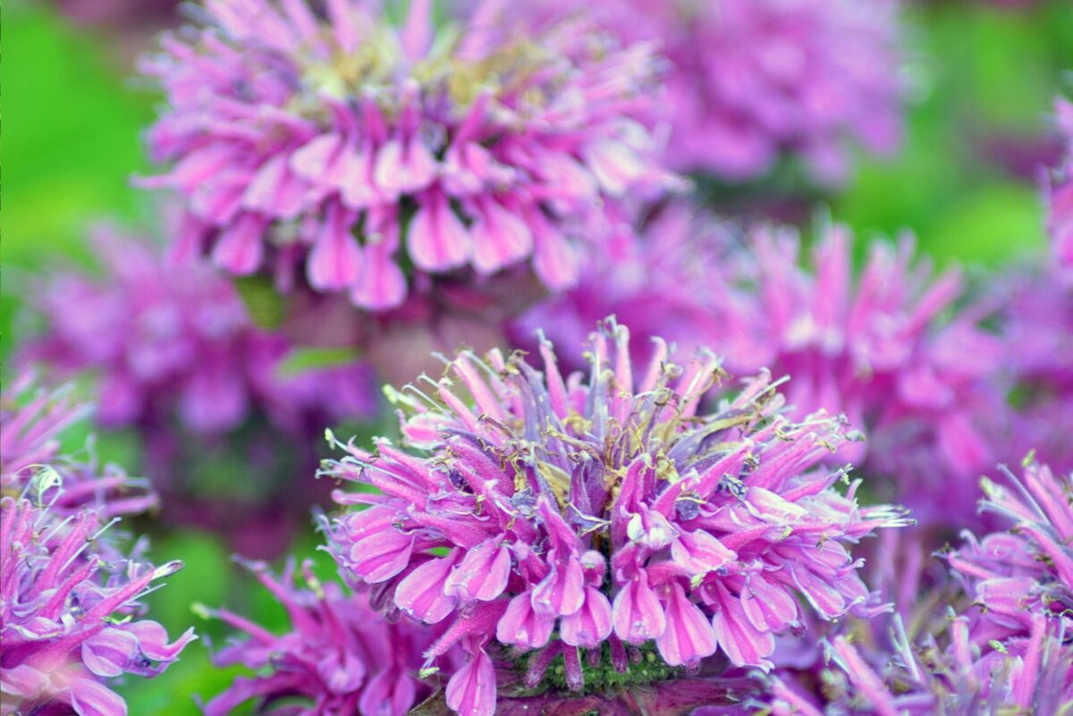 11 Gorgeous Prairie Flowers To Add Color And Charm to Your Garden