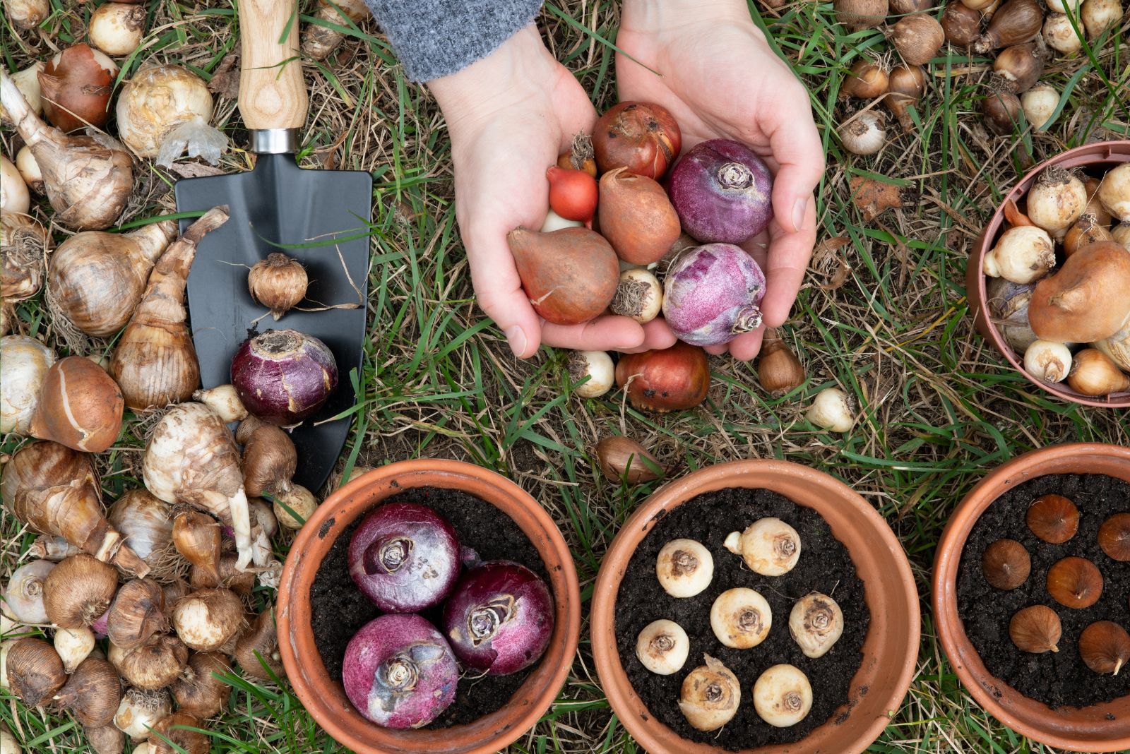 5 Mistakes You Should Avoid While Growing Flower Buds For A Lush ...