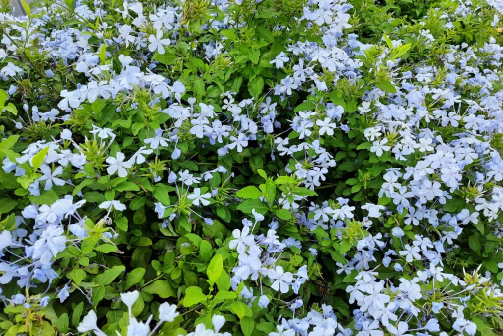 20 Incredible Blue Perennials That Will Make Your Garden Stand Out
