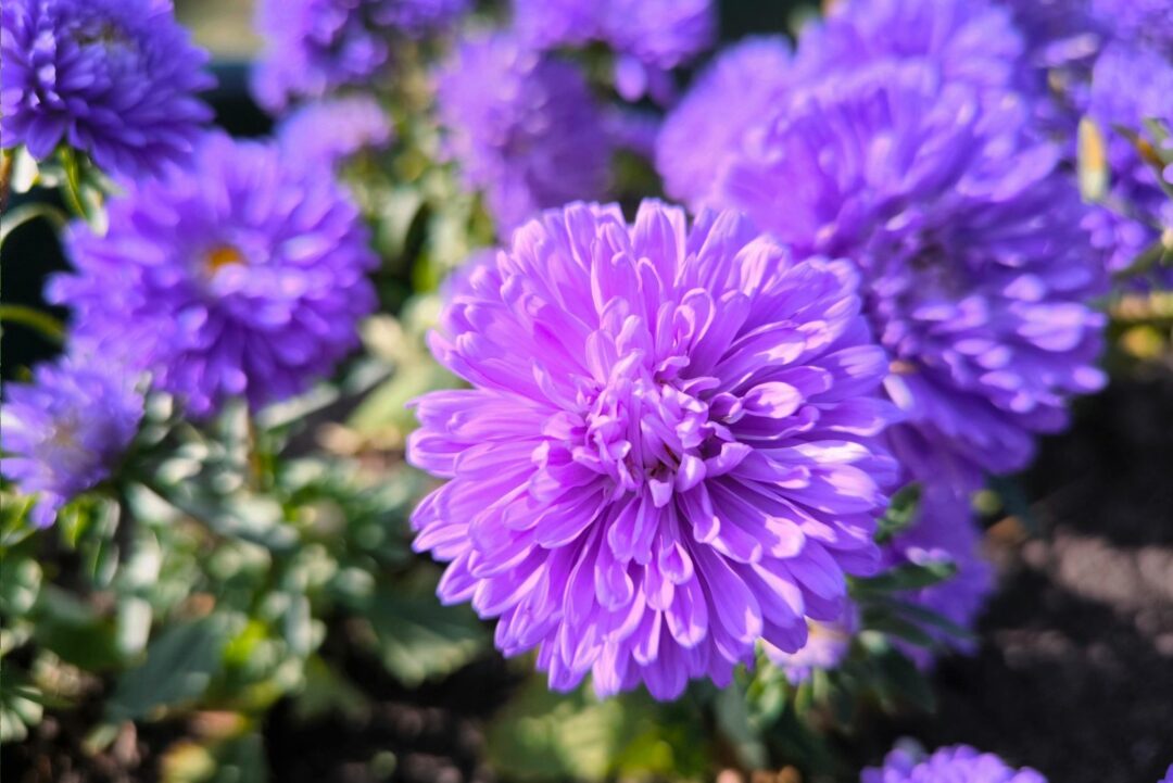 11 Gorgeous Prairie Flowers To Add Color And Charm to Your Garden