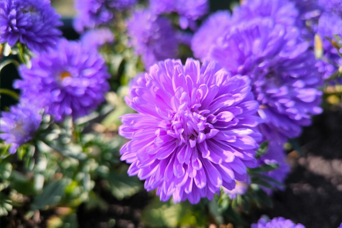 11 Gorgeous Prairie Flowers To Add Color And Charm to Your Garden