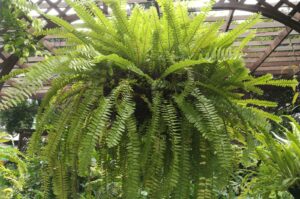 10 Steps To Overwinter Your Boston Fern And Keep It Happy During The ...