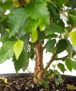 13 Charming Dwarf Trees Perfect For Your Small Garden And Patio