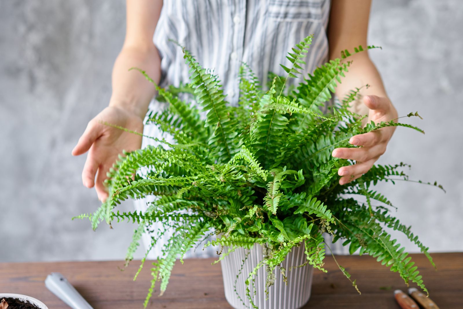 10 Steps To Overwinter Your Boston Fern And Keep It Happy During The ...