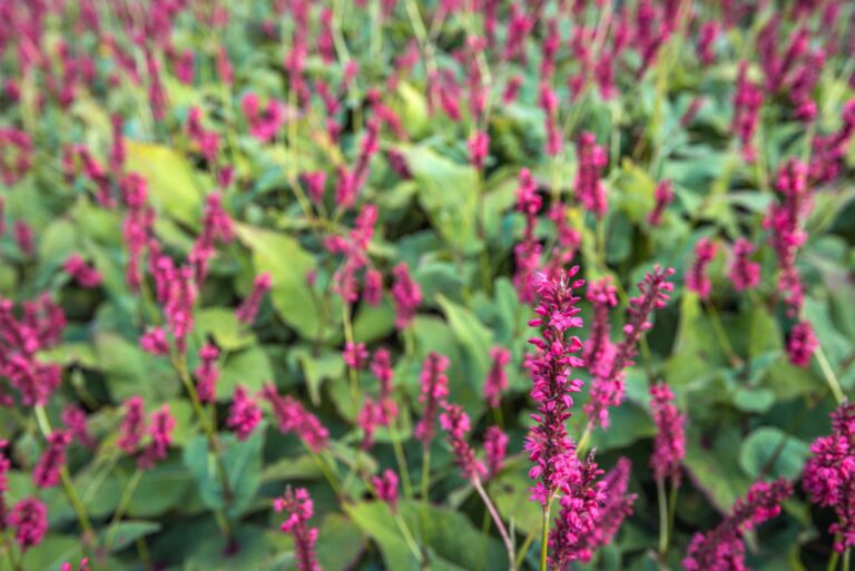 The Purple Flowering Shrub That Attracts Hummingbirds, Butterflies, And ...