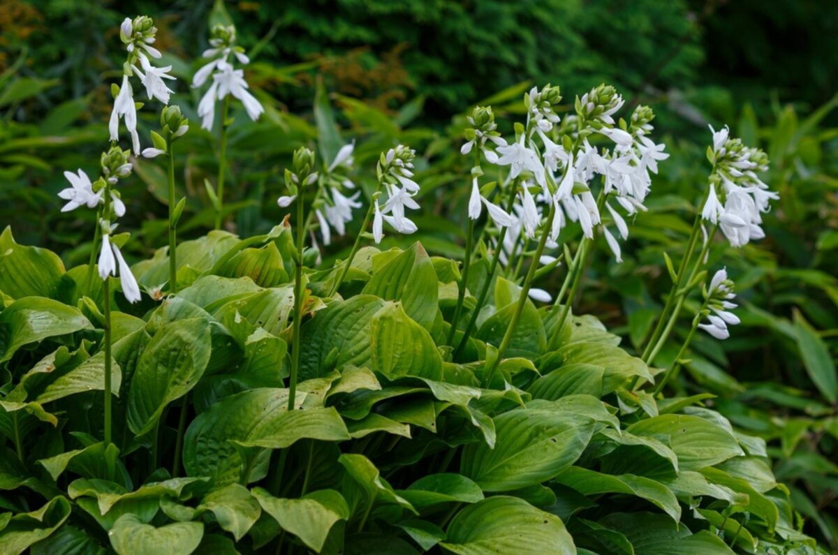 14 Short Perennial Flowers Ideal For Small Gardens