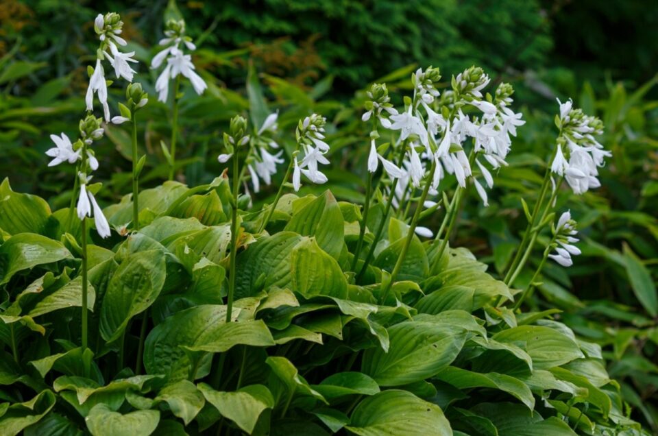 14 Short Perennial Flowers Ideal For Small Gardens