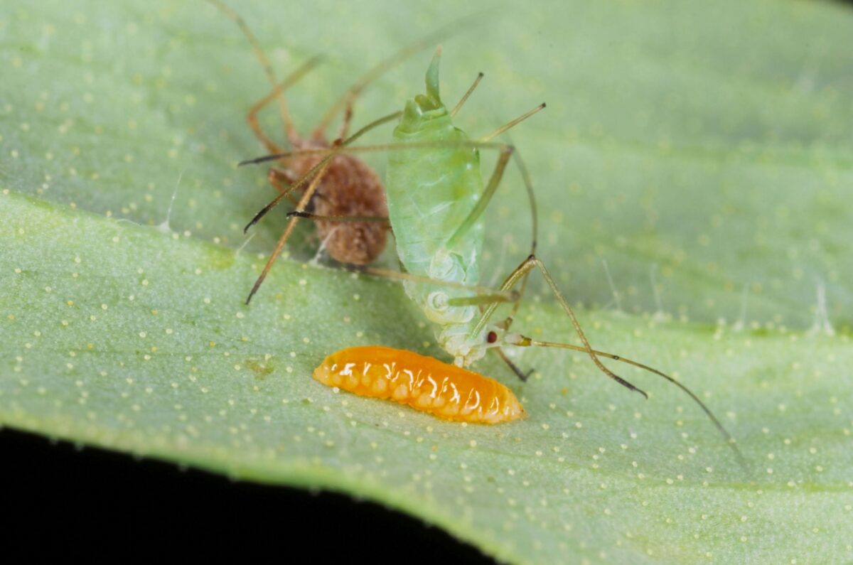 These Are The 14 Bugs You Should Never Destroy In Your Garden (And The ...