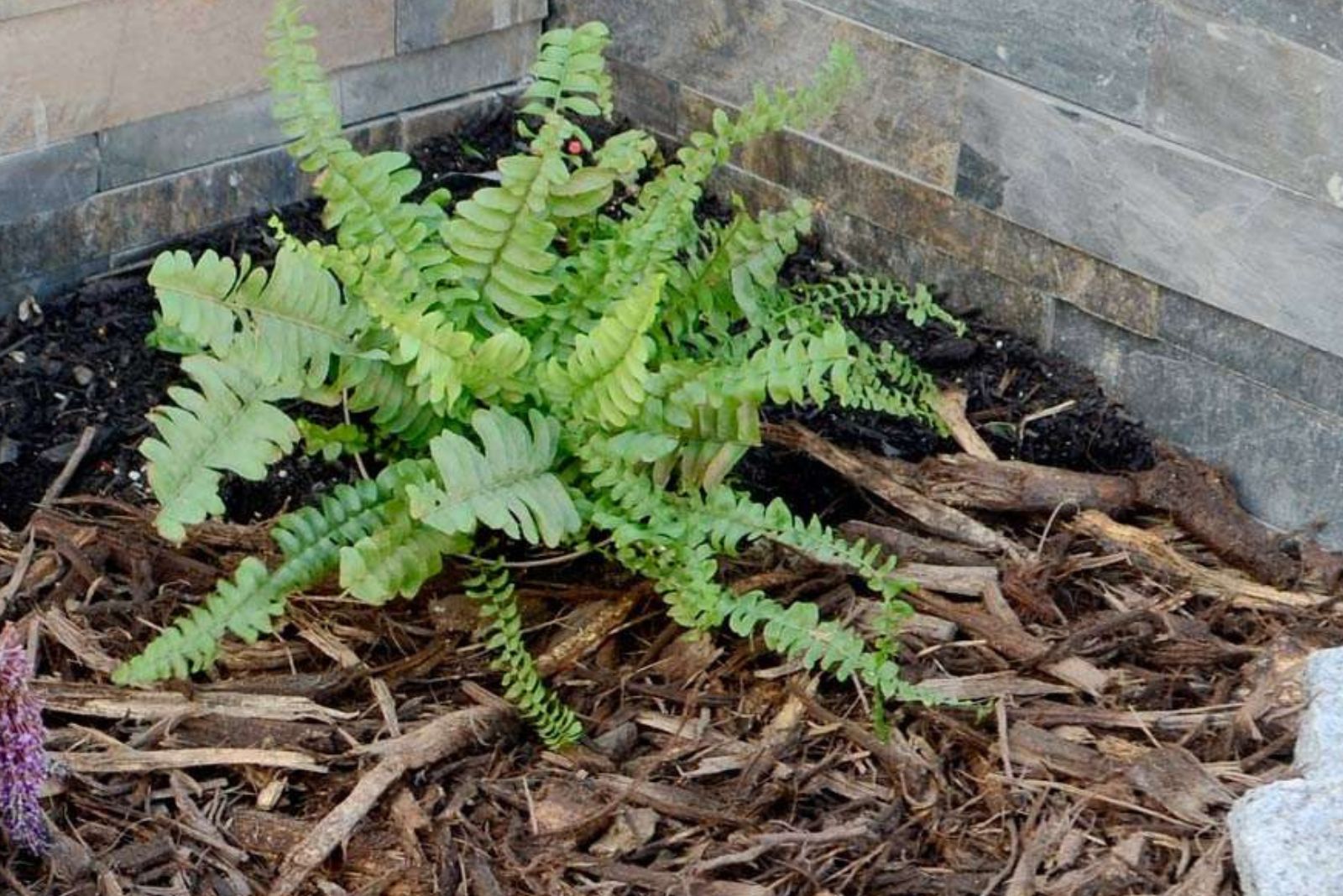 10 Steps To Overwinter Your Boston Fern And Keep It Happy During The ...