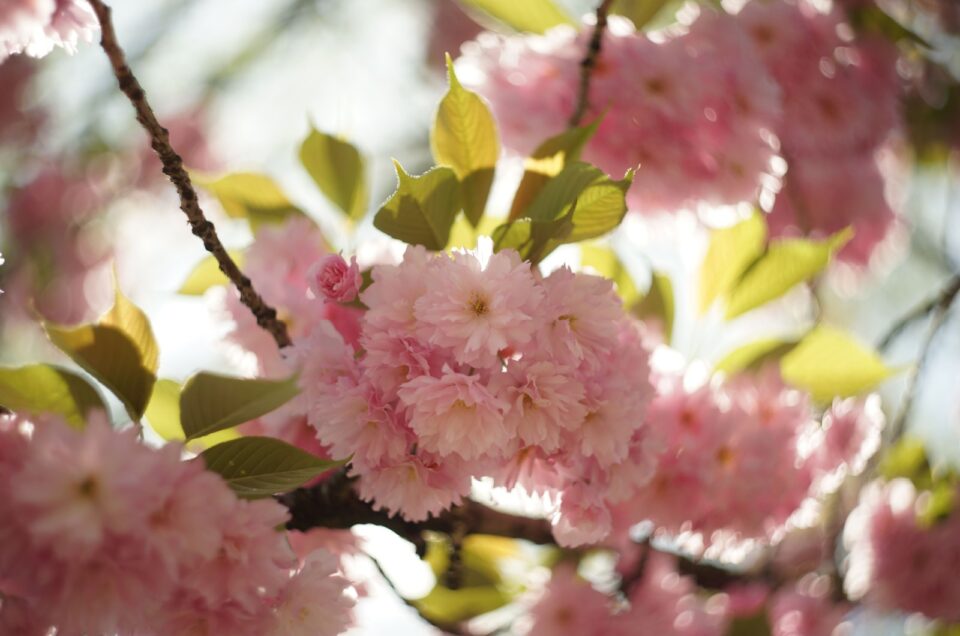 14 Stunning Fast-Growing Flowering Trees Perfect For Any Garden