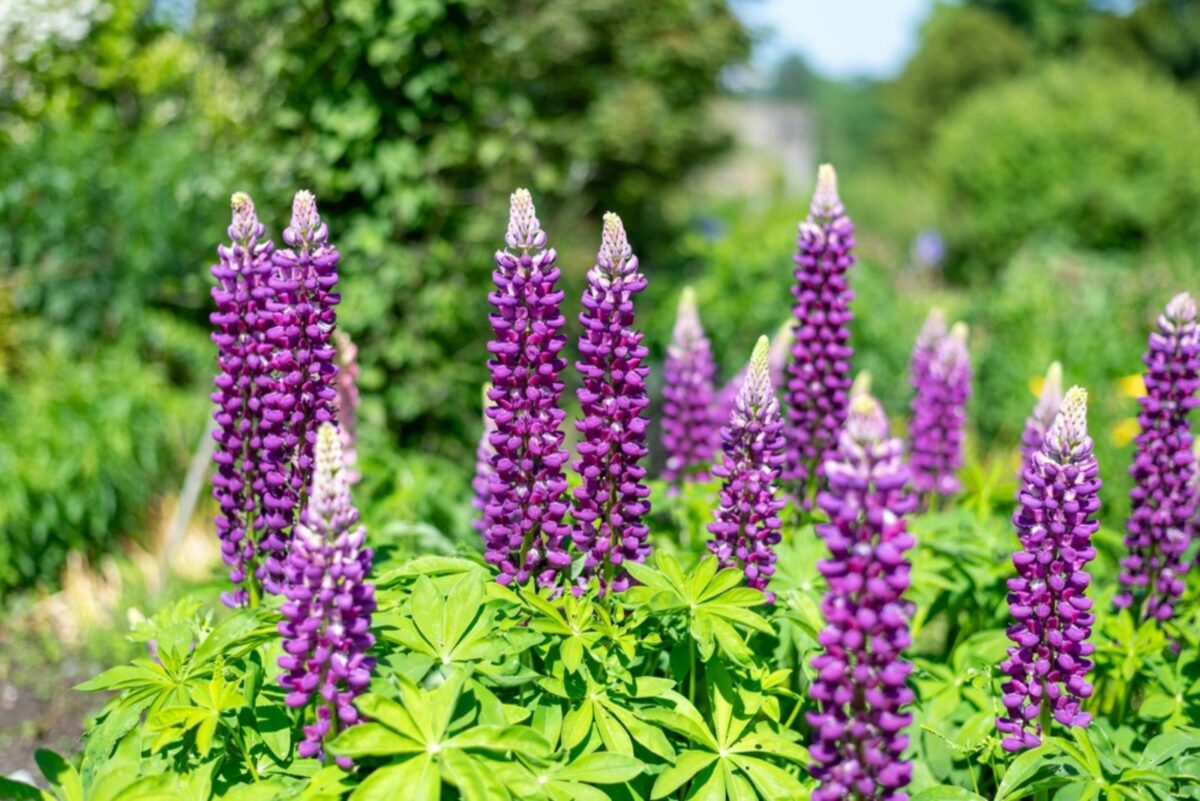 18 Gorgeous Perennials That Will Never Leave Your Garden Once Planted