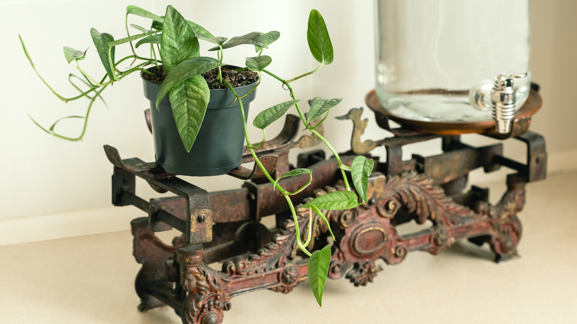 21 Different Types Of Pothos That Are Simply Breathtaking