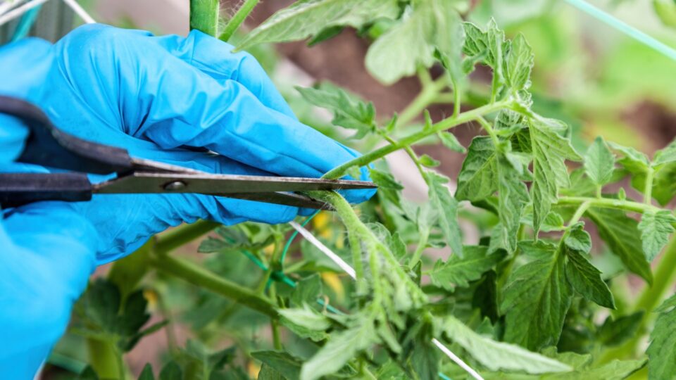 Avoid These 11 Mistakes While Pruning Tomatoes And Master It Like A Pro