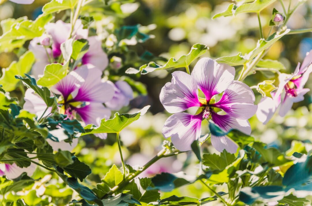 3 Stunning Rose Of Sharon Varieties That Will Attract Hummingbirds To ...