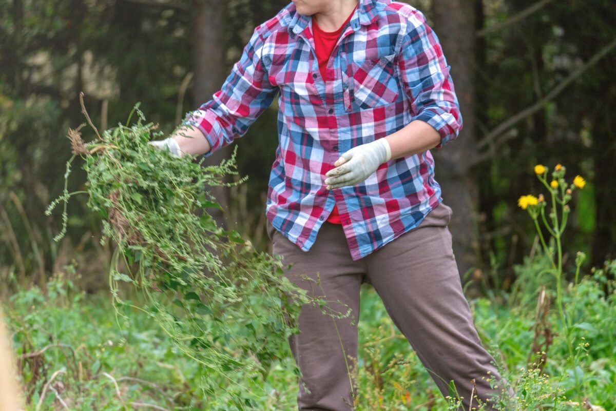 5 Clever Ways To Use Weeds Instead Of Throwing Them Away