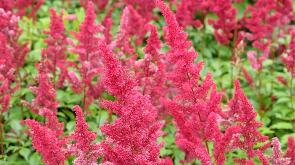 13 Perennials That Naturally Outcompete Weeds In Your Garden