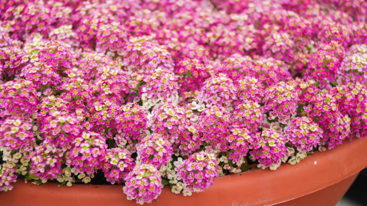 PLANTS & FLOWERS - Positivebloom