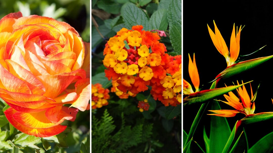 14 Spectacular Orange Perennials Ideal For Shaded Gardens