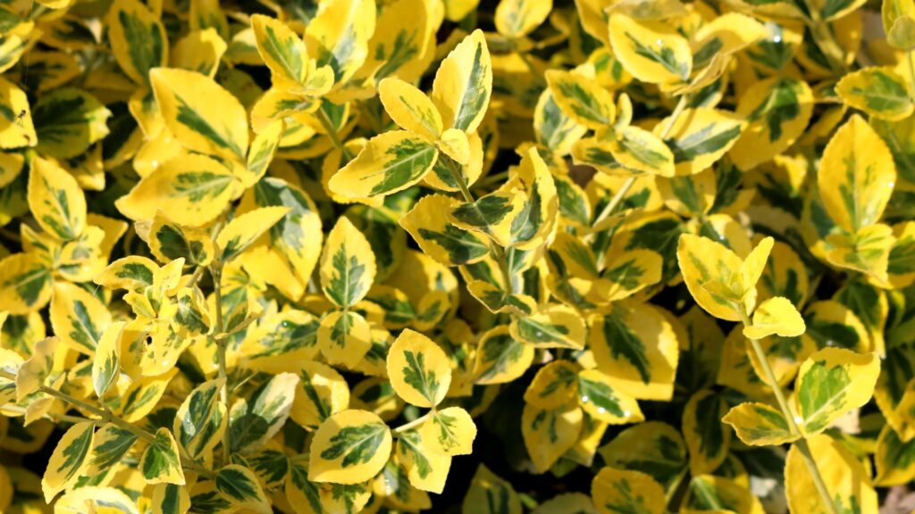 15 Small Shrubs That Add Big Impact To Any Garden, Large Or Compact