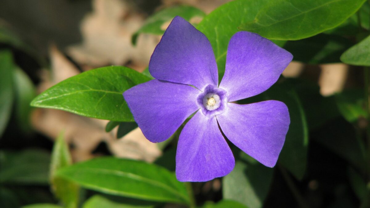 14 Stunning Shade-Loving Ground Covers For Every Garden