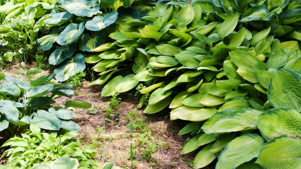 18 Filler Plants That Will Make Your Garden Look Complete