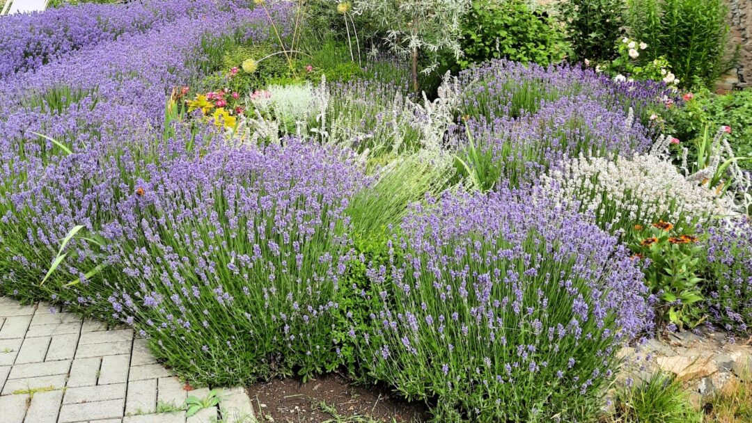 28 Plants That Will Make Your Walkway Borders Stand Out