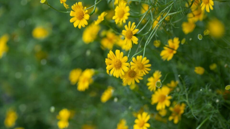36 Spectacular Types Of Yellow Flowers For Every Garden