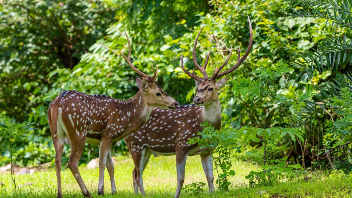 8 Fruit Trees That Will Bring Deer Right To Your Yard