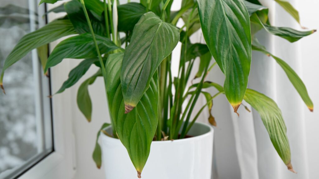 11 Surprising Causes Of Brown Tips On Plants And How To Fix Them