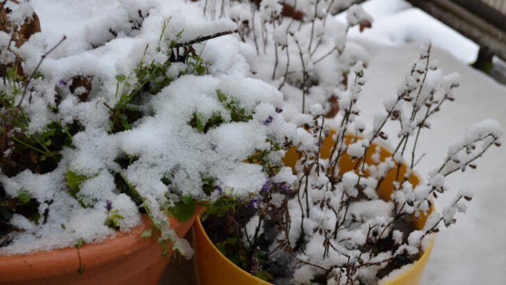 9 Must-Know Tips To Overwinter Your Potted Plants This Season