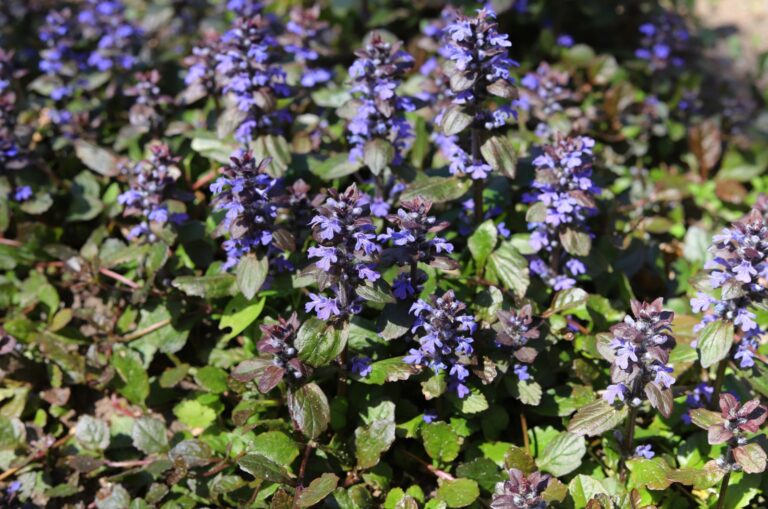 10 Low-Maintenance Ground Cover Plants For Your Sloped Landscape