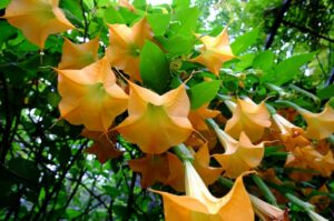 10 Unique Bell-Shaped Flowers That Will Make Your Garden Stand Out