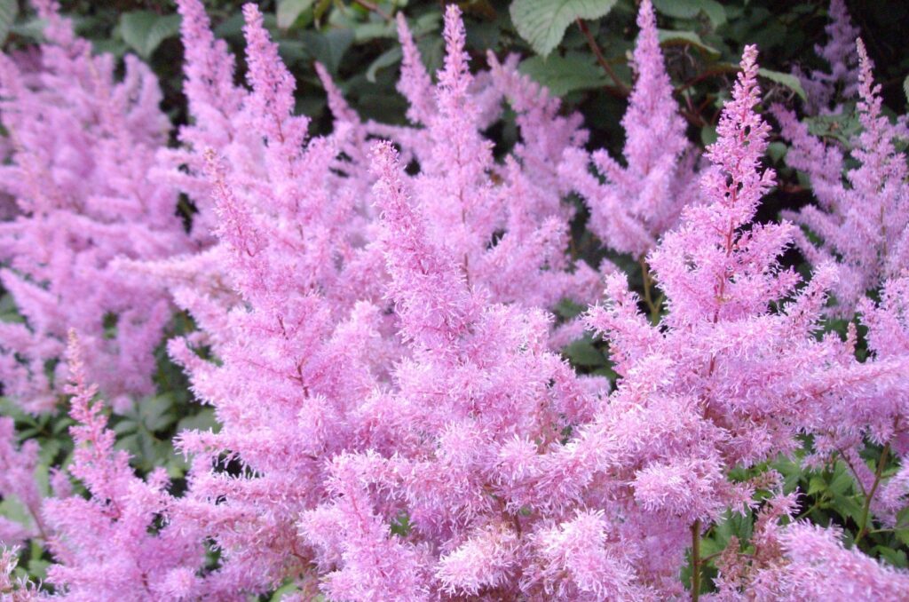 17 Show-Stopping Purple Shade Perennials For Every Garden