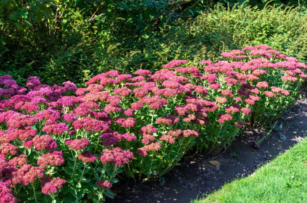 22 Drought-Tolerant Shrubs That Will Thrive In Hot, Dry Climates