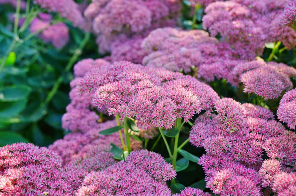 13 Beautiful Drought-Tolerant Plants For Dry Soil Gardens