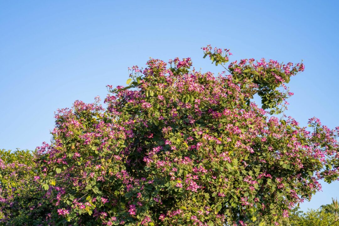 20 Gorgeous Pink Flowering Trees Every Garden Needs