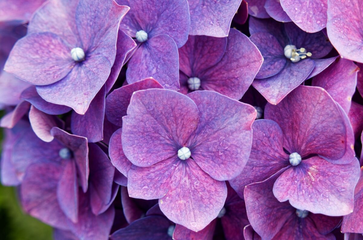 17 Show-Stopping Purple Shade Perennials For Every Garden