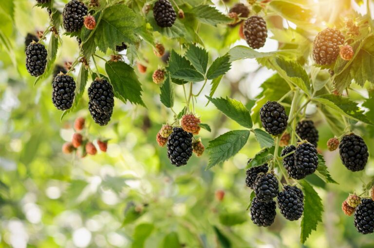 13 Native Plants That Are Important To American Culture